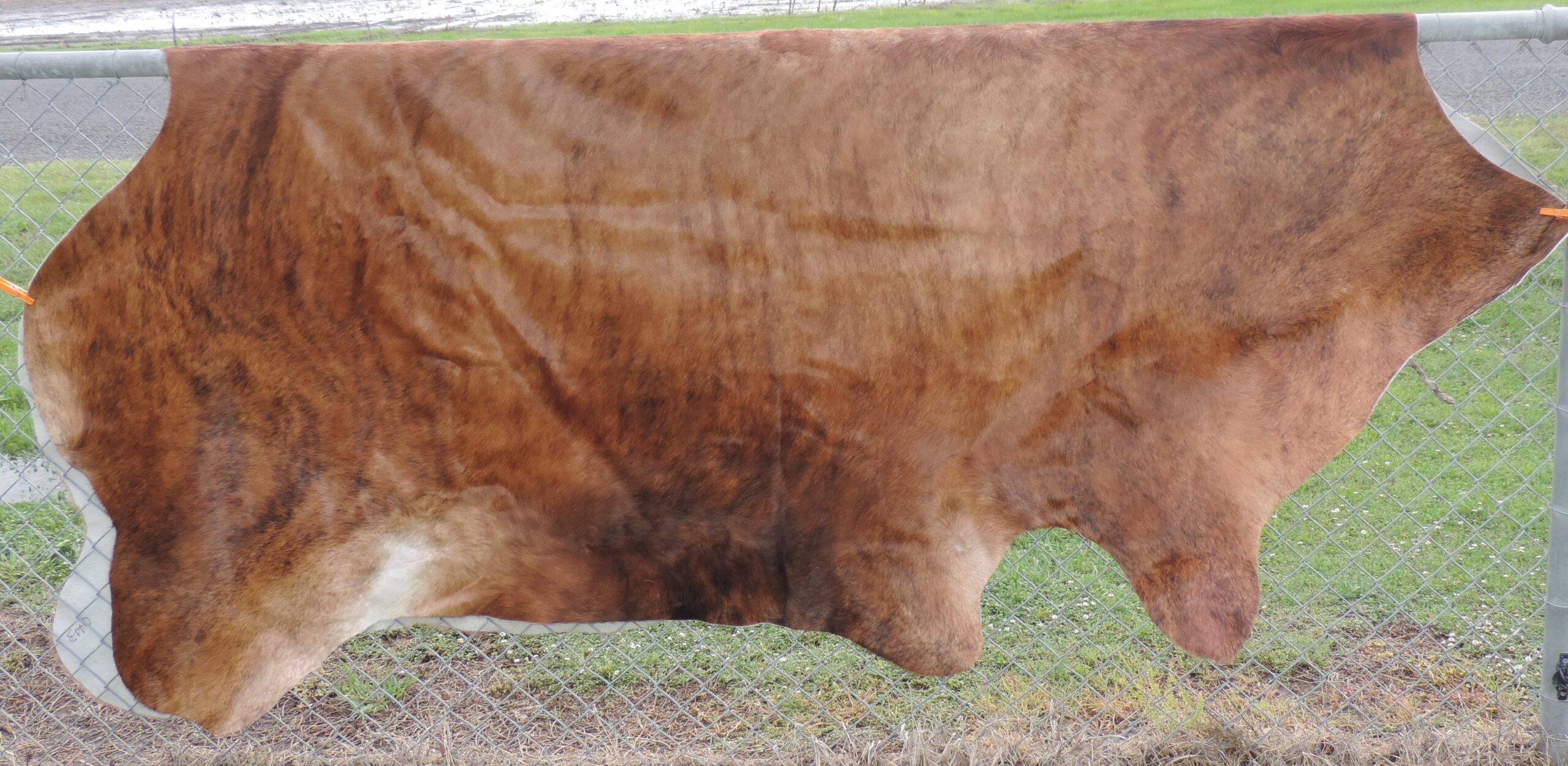 Hides For Sale | www.longhorns.com.au