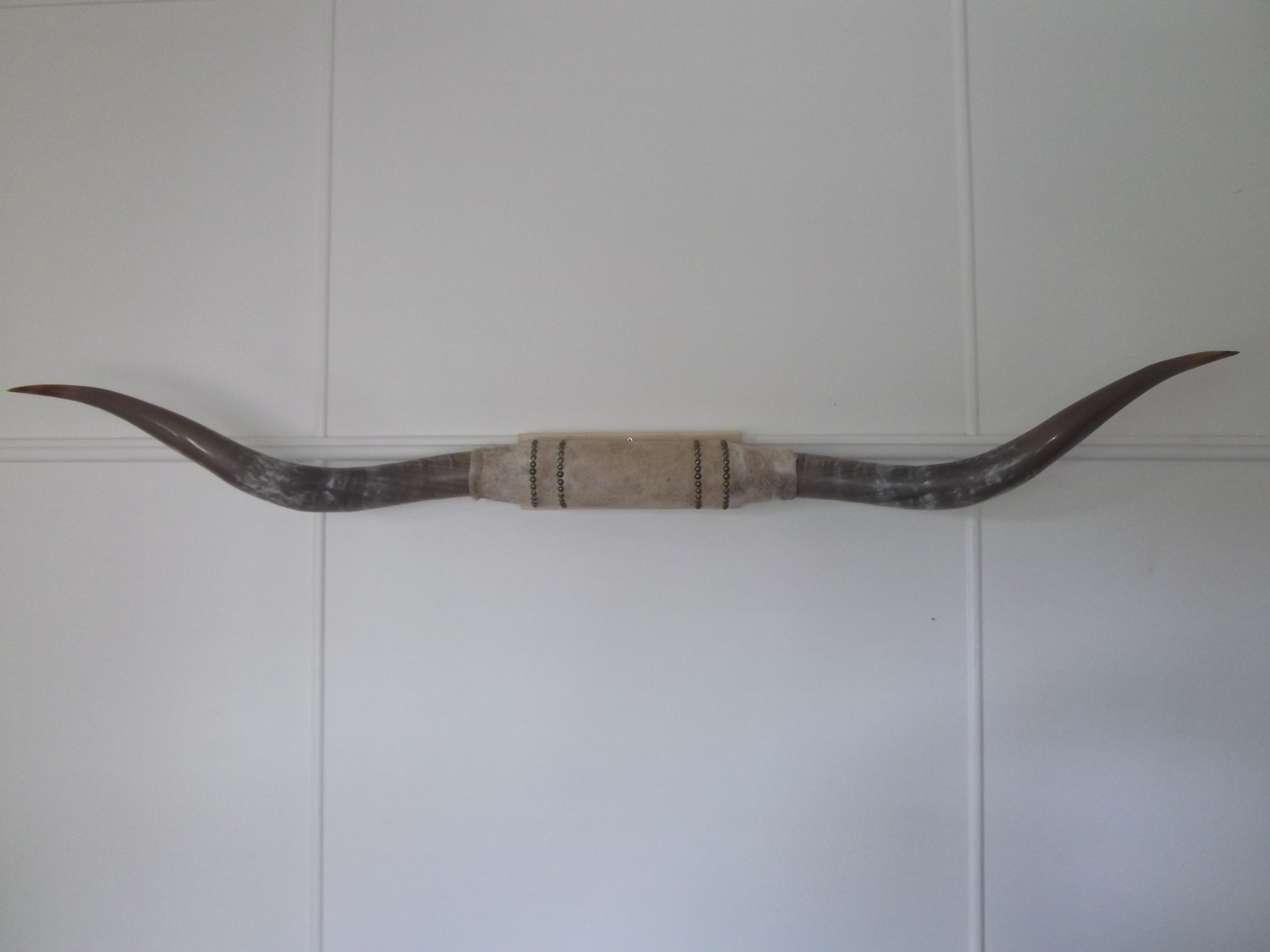 Set # 6046 | www.longhorns.com.au